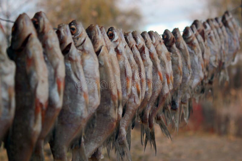 163 Underground Sea Fish Stock Photos - Free & Royalty-Free Stock ...