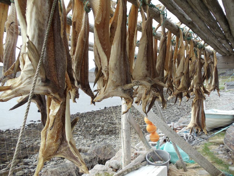 Dried fish stock image. Image of dried, conditions, antlers - 92912245
