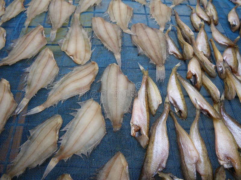 Dried Fish Fillets on a Net Stock Image - Image of fillets, leather ...