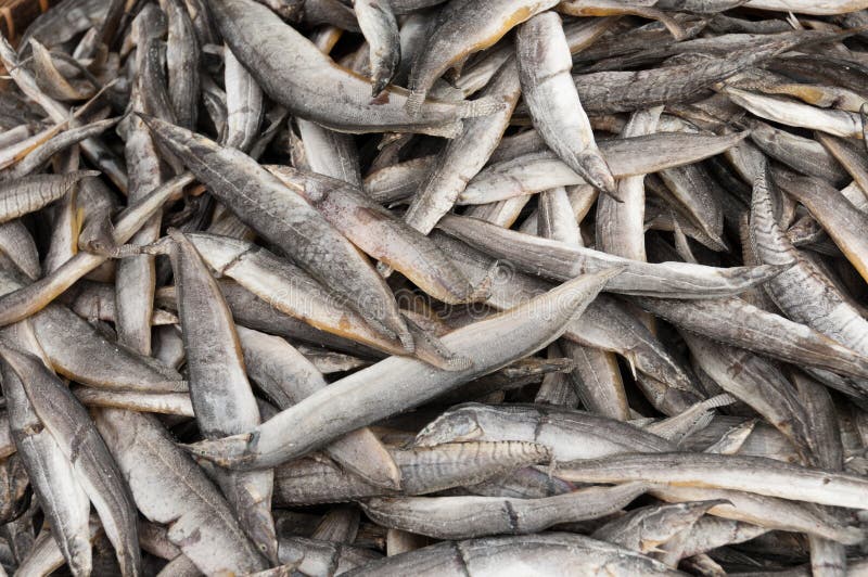 Dried Fish in a Fishermen Village, Myanmar Stock Image - Image of asia ...