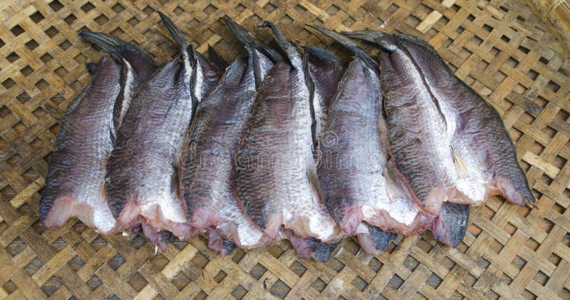 Dried fish stock photo. Image of nature, fish, rivers - 37365912