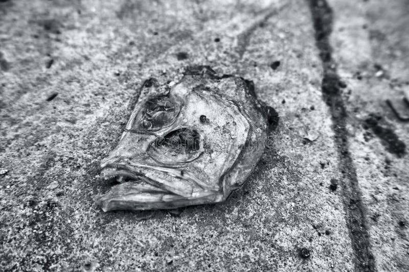 Dried fish in the garbage stock photo. Image of texture - 270666878