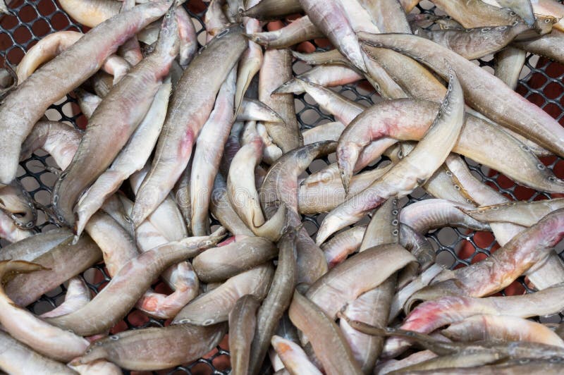 Dried fish on the grid stock image. Image of fish, dried - 45901169