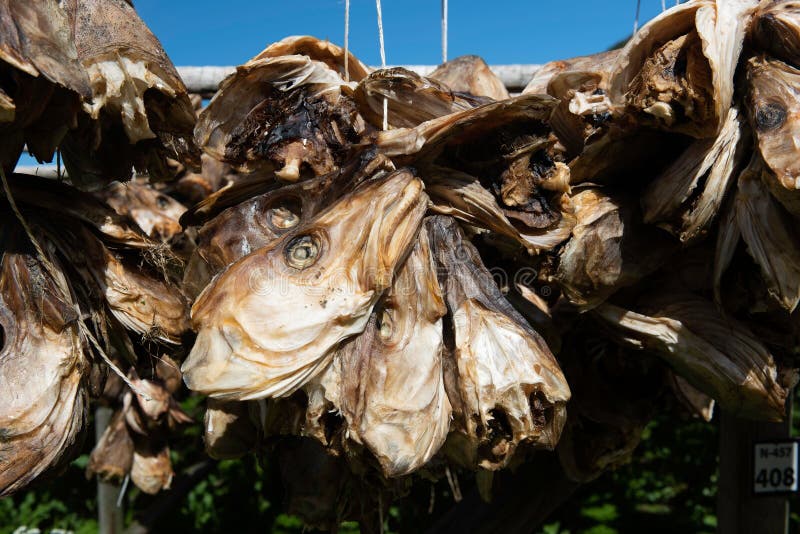 The Dried Fish are Hanging in a Drying Rack for Drying Stock Photo ...