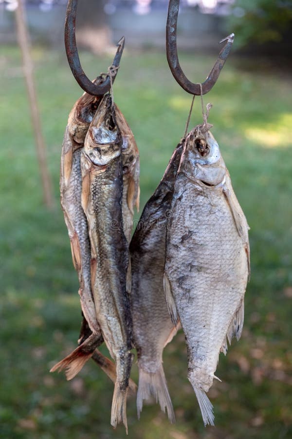 Dried Fish Hanging on Hooks Stock Image - Image of natural, rope: 124246655