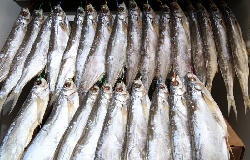 Dried Fish Hanging on Hooks Stock Photo - Image of food, catch: 139000646