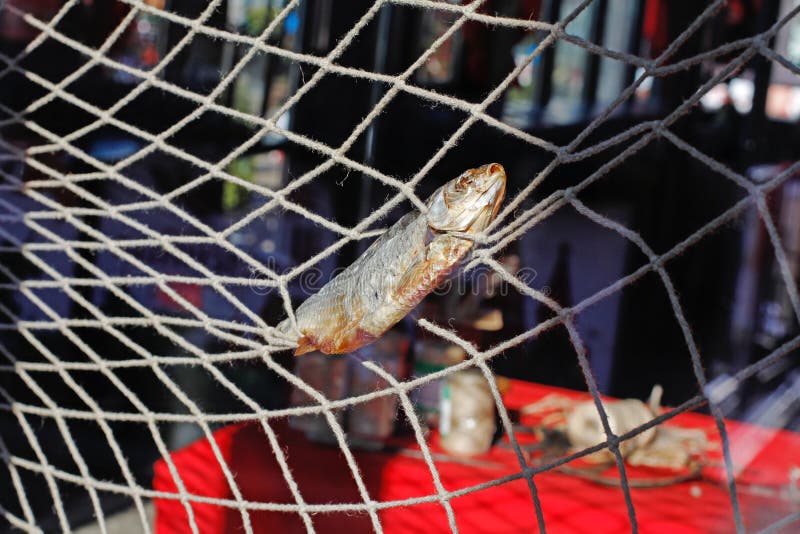 Dried Fish Hanging in the Net Stock Image - Image of nature, cook ...