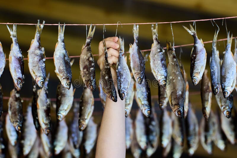 Stockfish River Fish Suspended on Rope Upside Down. Stock Image - Image ...