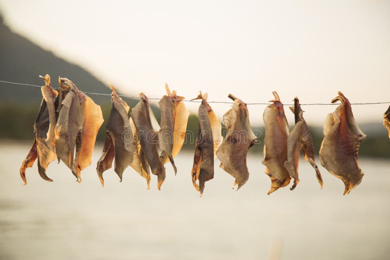 Dried fish hanging stock image. Image of gourmet, sunny - 89702545