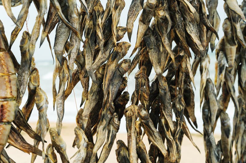 Dried Fish Hanging on a Thread. Stock Photo - Image of food, species ...