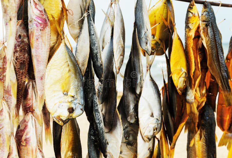 Dried Fish Hanging on a Thread. Stock Photo - Image of food, drying ...