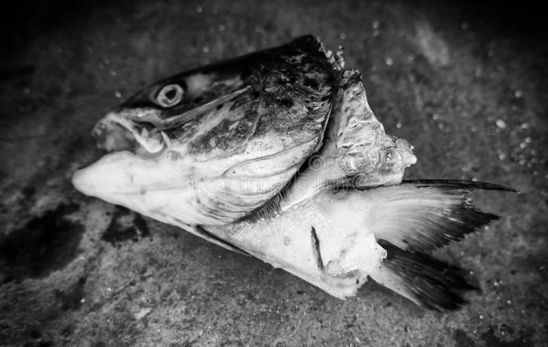Dried fish head stock photo. Image of garbage, fish - 305626062