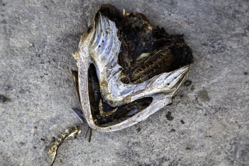 Dried fish head stock image. Image of nature, healthy - 253786377