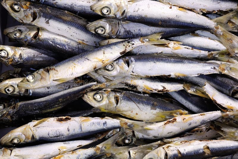 Dried Fish, Seafood, Taiwan, Asia Stock Photo - Image of seafood ...