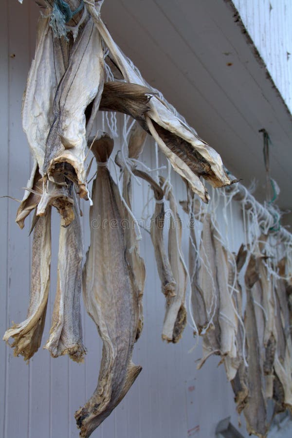 Fish on ice stock image. Image of fresh, scales, homogenous - 15579791