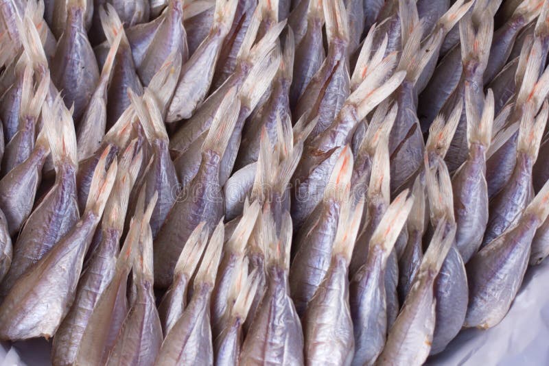 Dried fish stock image. Image of small, fish, flavored - 40843511