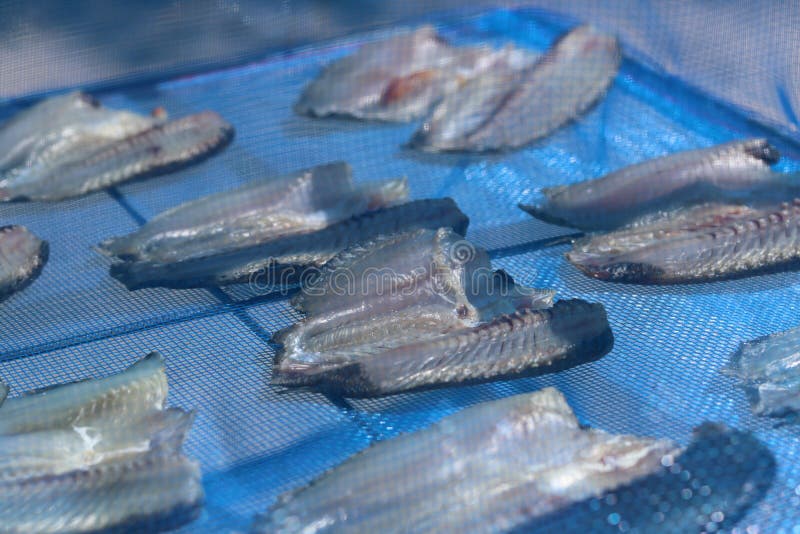 Dried fish in net. stock photo. Image of preservation - 174912526