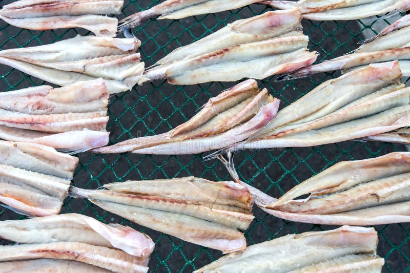 Dried Fish on the net. stock photo. Image of stone, fresh - 64601882