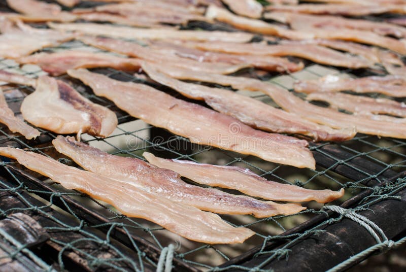 Dried fish on the net stock image. Image of dead, fresh - 34117931