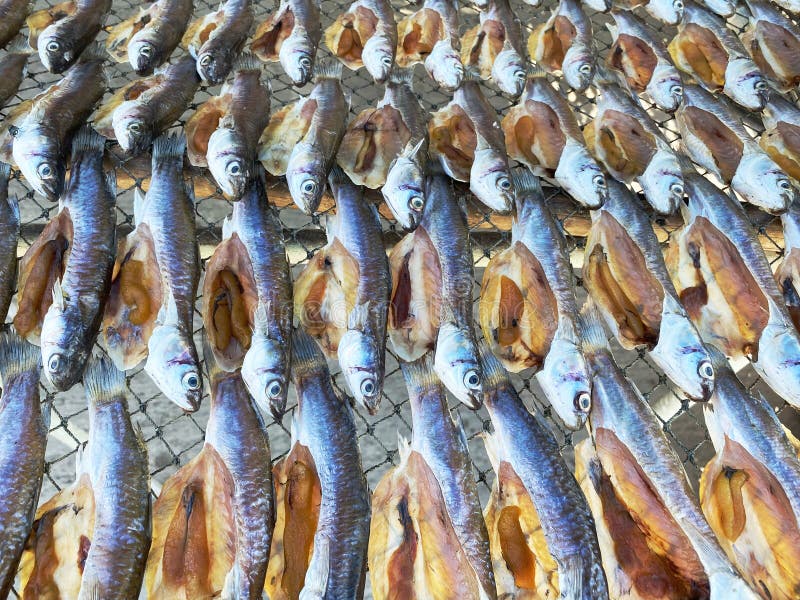Dried Fish on Net. Small Dried Fish in Fishing Village Stock Image ...