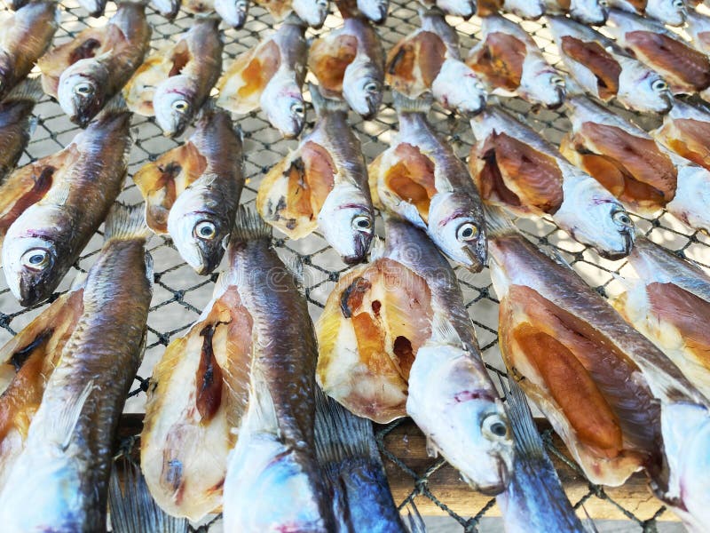 Dried Fish on Net. Small Dried Fish in Fishing Village Stock Image ...