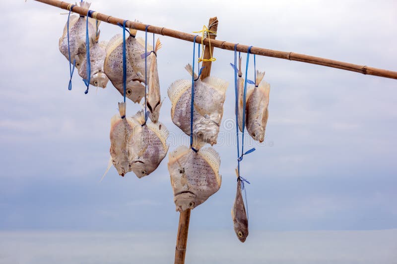 The Dried Fish Old Method of Local Fisherman in Thailand Stock Image ...