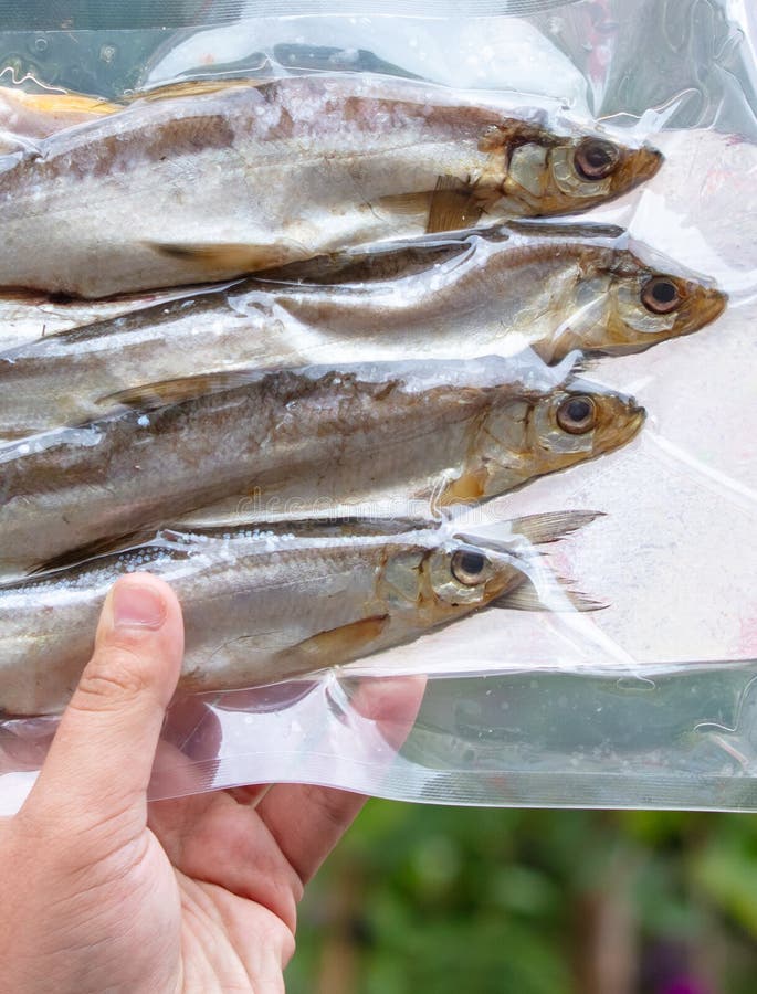Dried Fish in a Package in Hand Stock Image - Image of factory, port ...