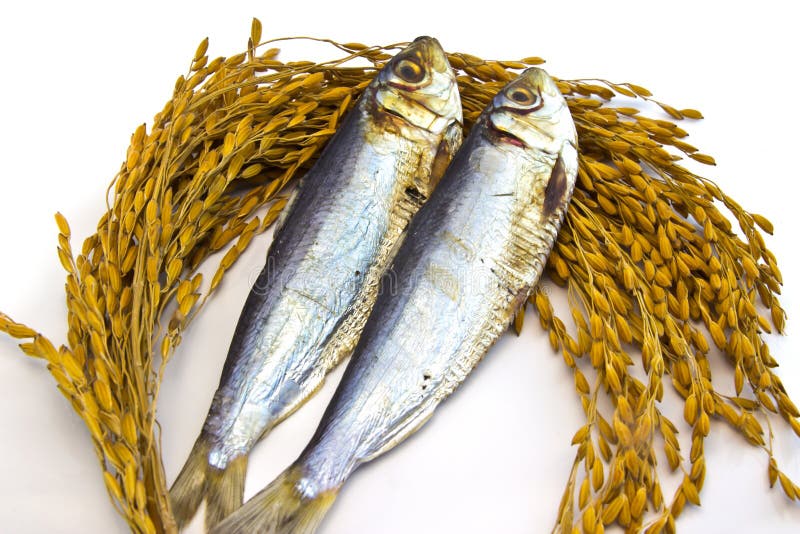 Dried Fish on Paddy Rice Isolated Stock Image - Image of equipment ...