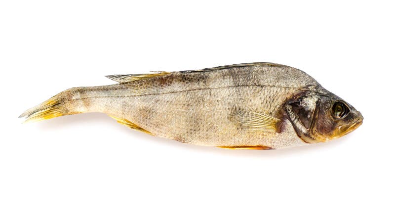 Dried Fish. stock image. Image of natural, pink, isolated - 110404171