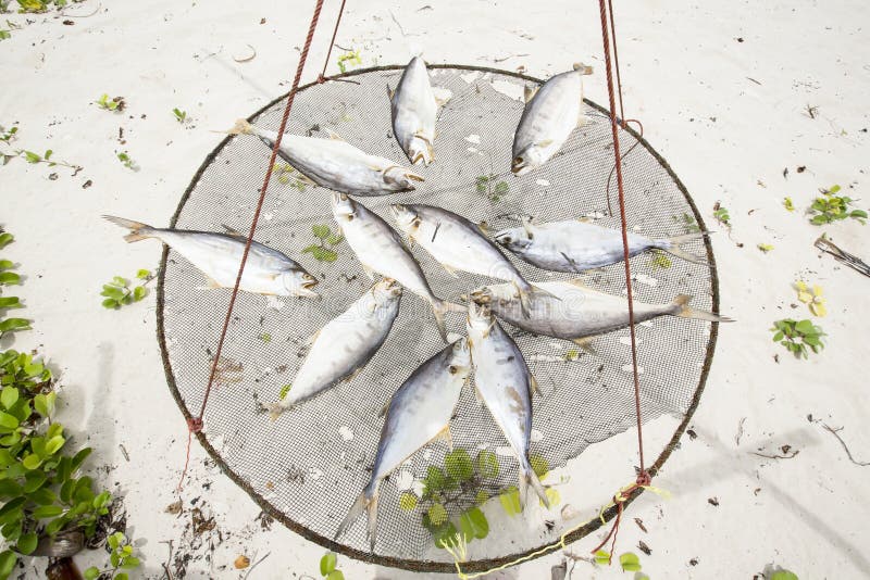 Dried Fish stock image. Image of traditional, food, preservation - 31580229