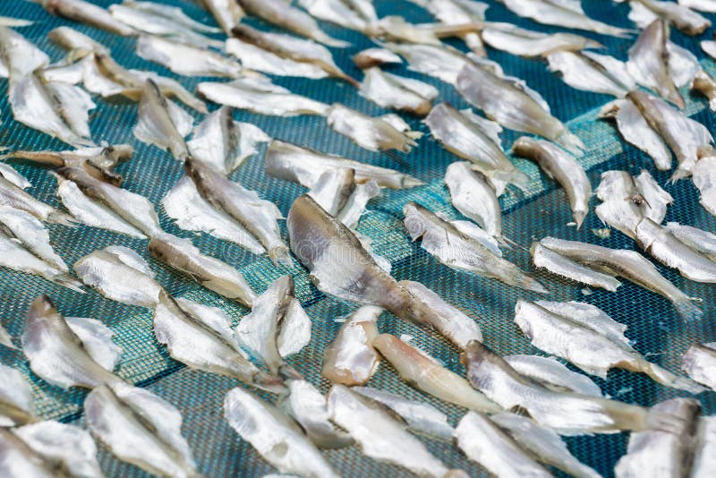 Dried fish stock photo. Image of fishing, animal, chef - 91760594