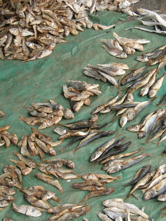 Dried fish for sale stock photo. Image of stockfish, herring - 12291740