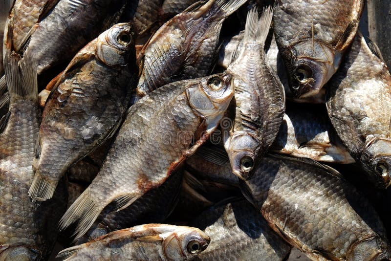 Drying carp fish stock image. Image of tied, meat, background - 51817523
