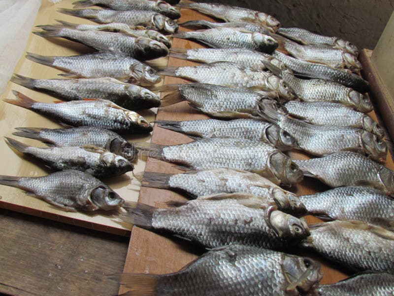 Dried fish stock image. Image of drying, crucian, lying - 91369355