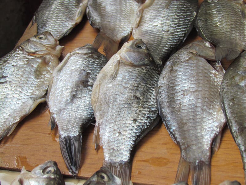 Dried fish stock image. Image of seafood, kipper, small - 91369701