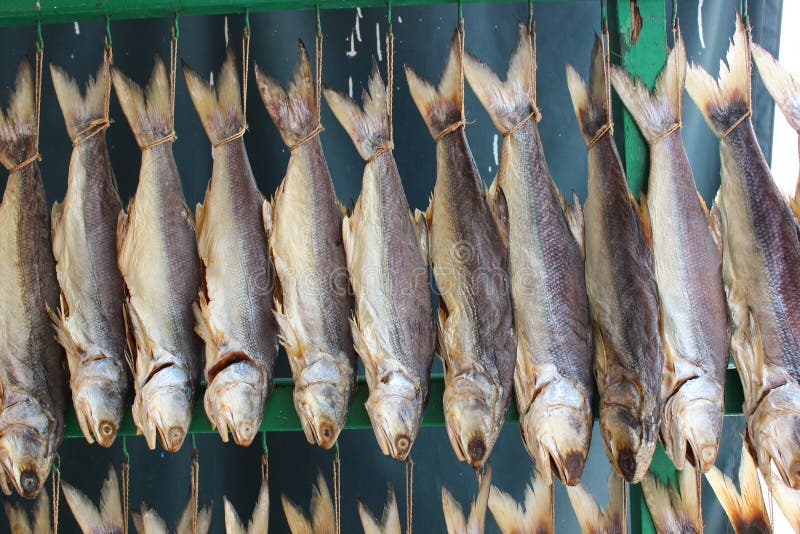 Alaskan fish stock image. Image of quay, caught, halibut - 11489633