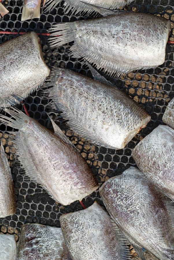 Dried fish 1 stock image. Image of dining, fresh, organic - 30595577