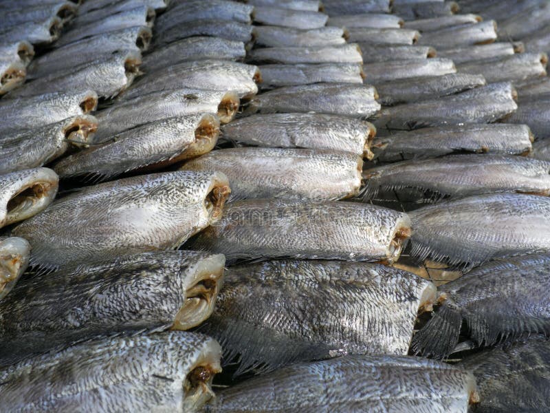 Dried fish stock photo. Image of product, fisherman, gourmet - 57033080