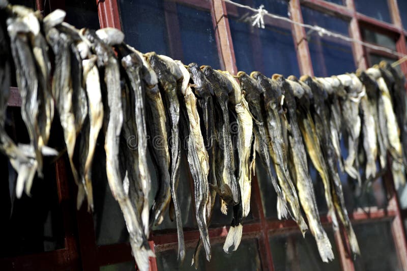 Dried fish stock image. Image of dried, food, industrial - 31084987