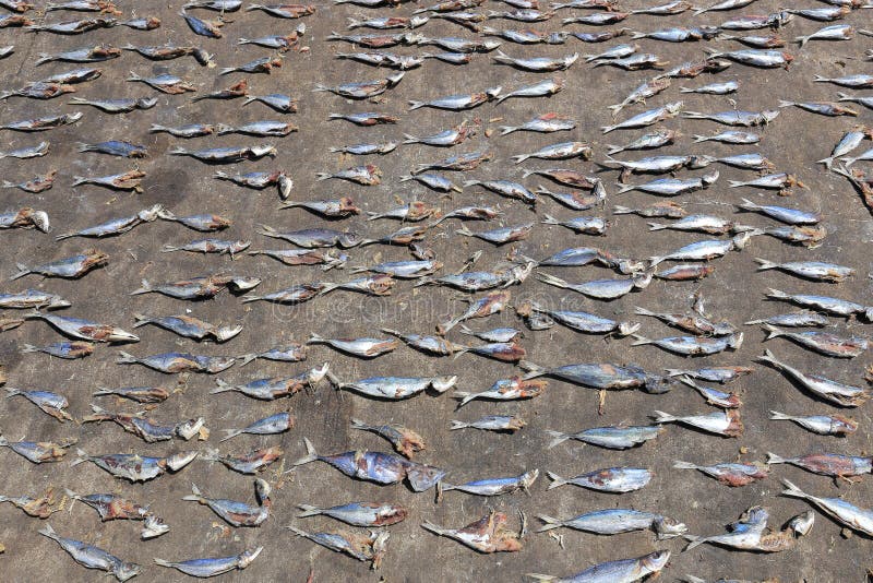 Dried Fish To Dry on the Ground Stock Image - Image of closeup, seafood ...