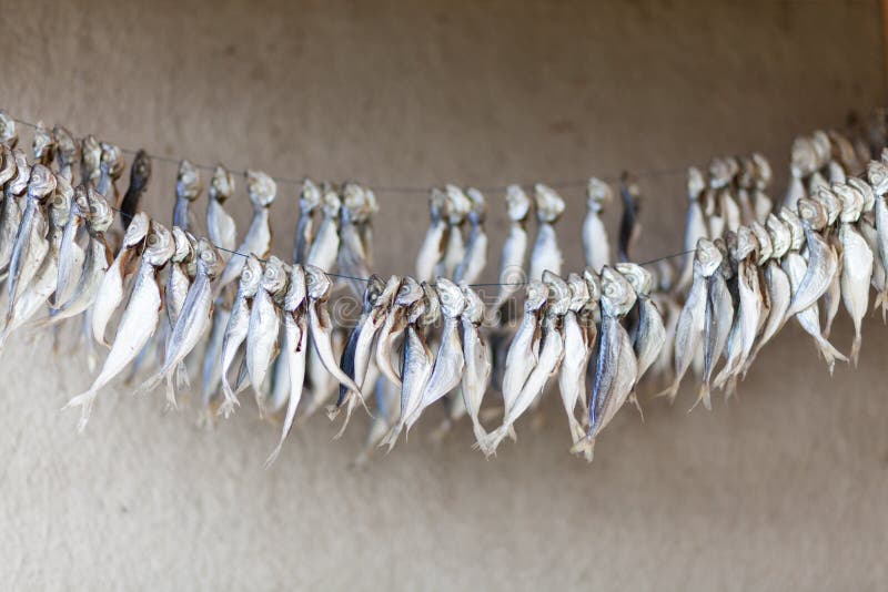 Dried Fish. Traditional Open Air Fish Drying Stock Photo - Image of ...