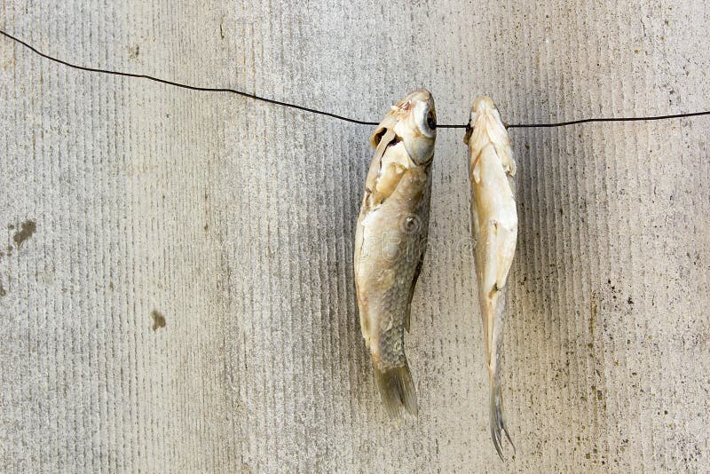 Dried fish on a wire stock image. Image of hanging, eating - 45488197