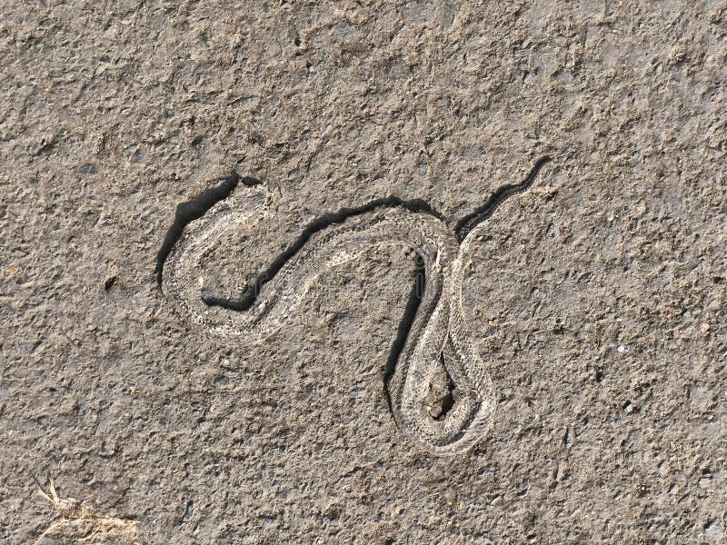 Dried and Flattened Snake Carcass on the Asphalt Road Stock Photo ...
