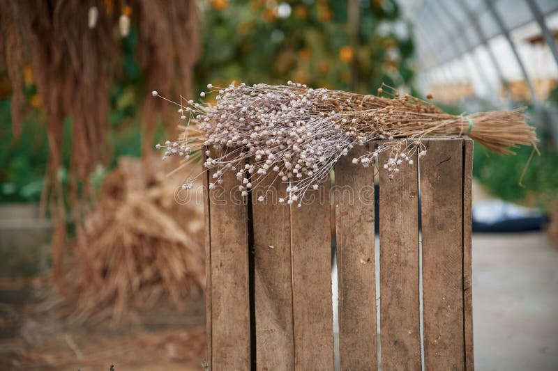 Dried Flax is Lying Down on a Wooden Box in the Greenhouse Stock Image ...