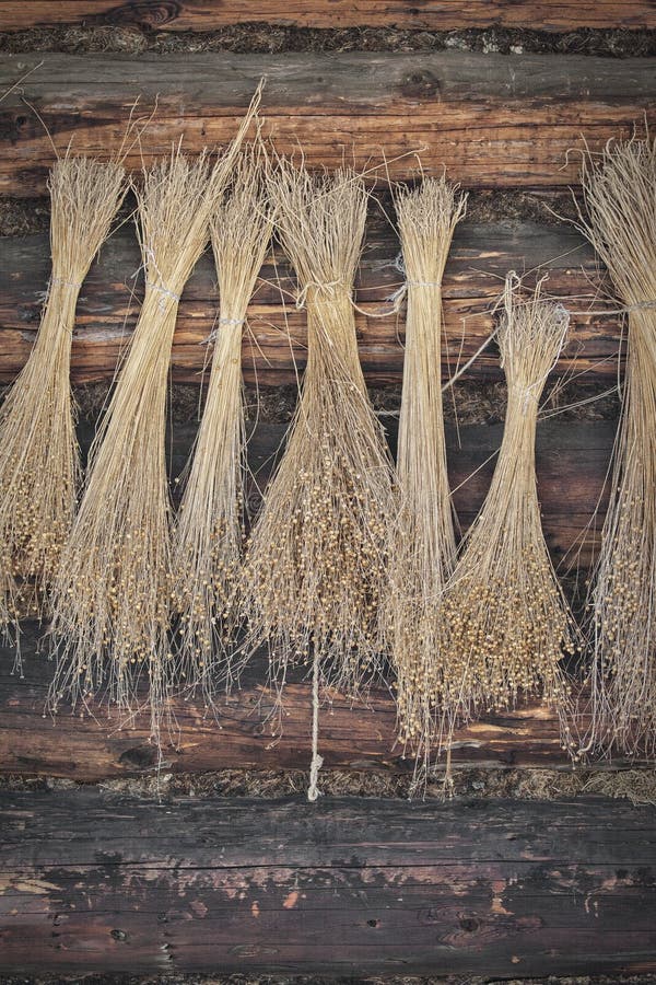 Dried flax stock image. Image of closeup, natural, outside - 51142547