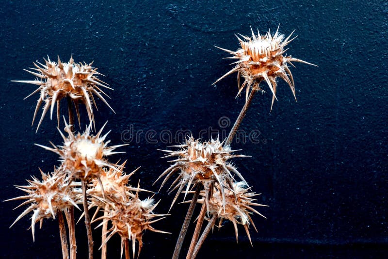 Dried Flower Background stock image. Image of flora - 261556005