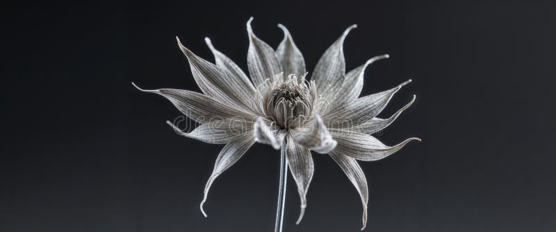 Dried Flower on Black Background a Study in Texture and Form. Stock ...