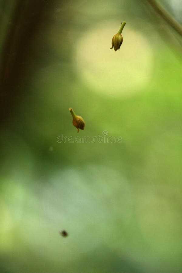 Dried Flower Buds Falling from Tree Stock Image - Image of flower ...