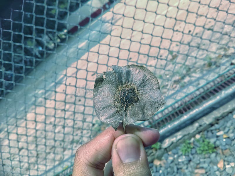 Dried Flower stock photo. Image of environment, hand - 96861576