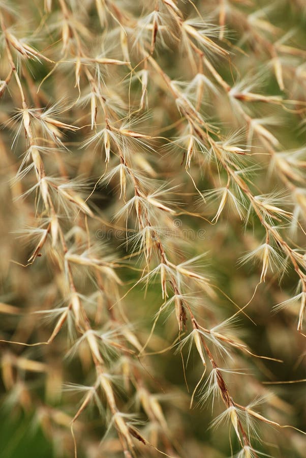 Dried Flower Husks stock image. Image of serene, multitude - 11899377